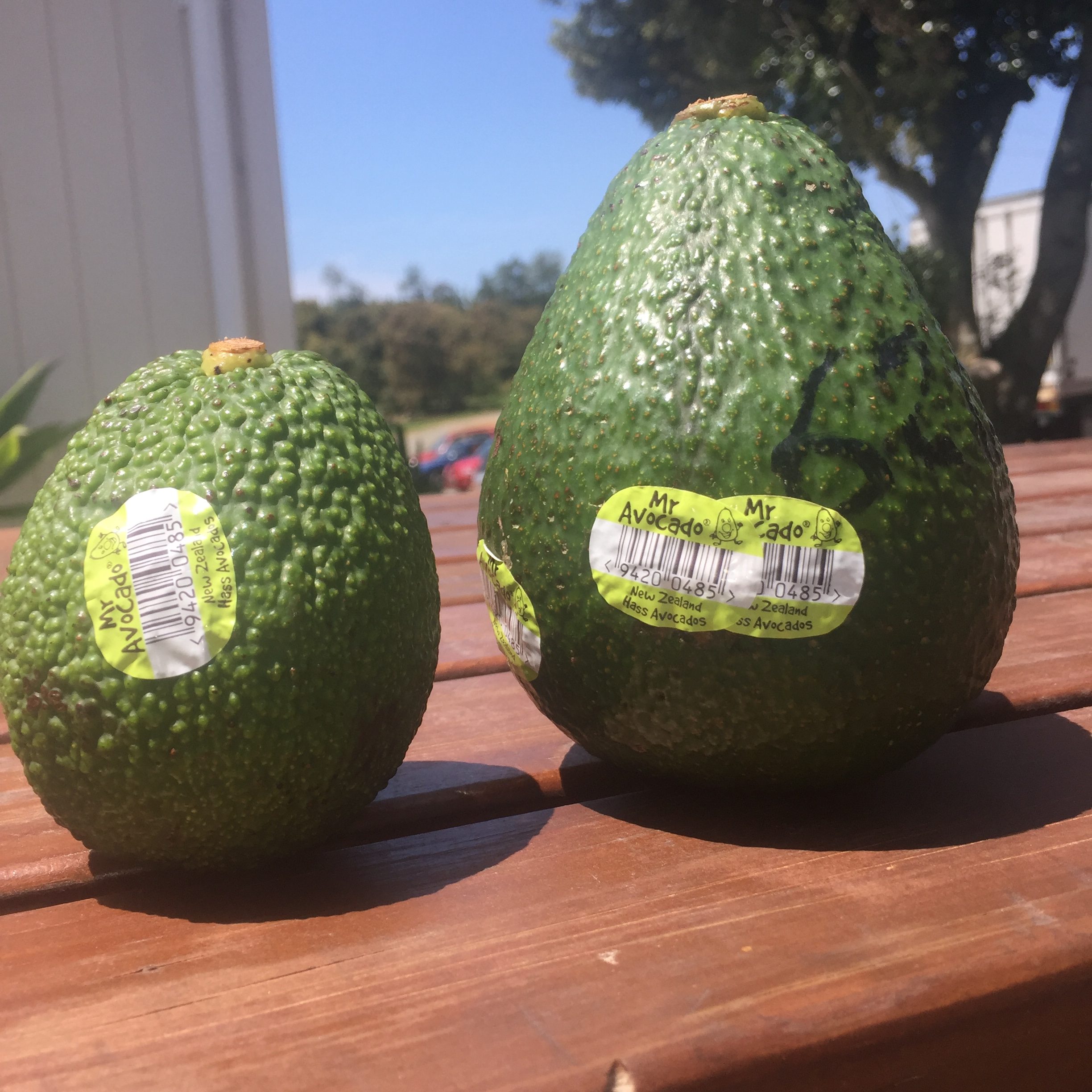 WE'RE ALL ABOUT AVO'S! NOV-DEC NEWSLETTER | Just Avocados | Avocado ...