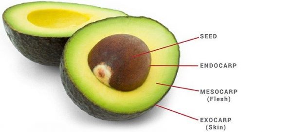 ORCHARD MANAGEMENT: TO CUKE OR NOT TO CUKE? | Just Avocados | Avocado ...