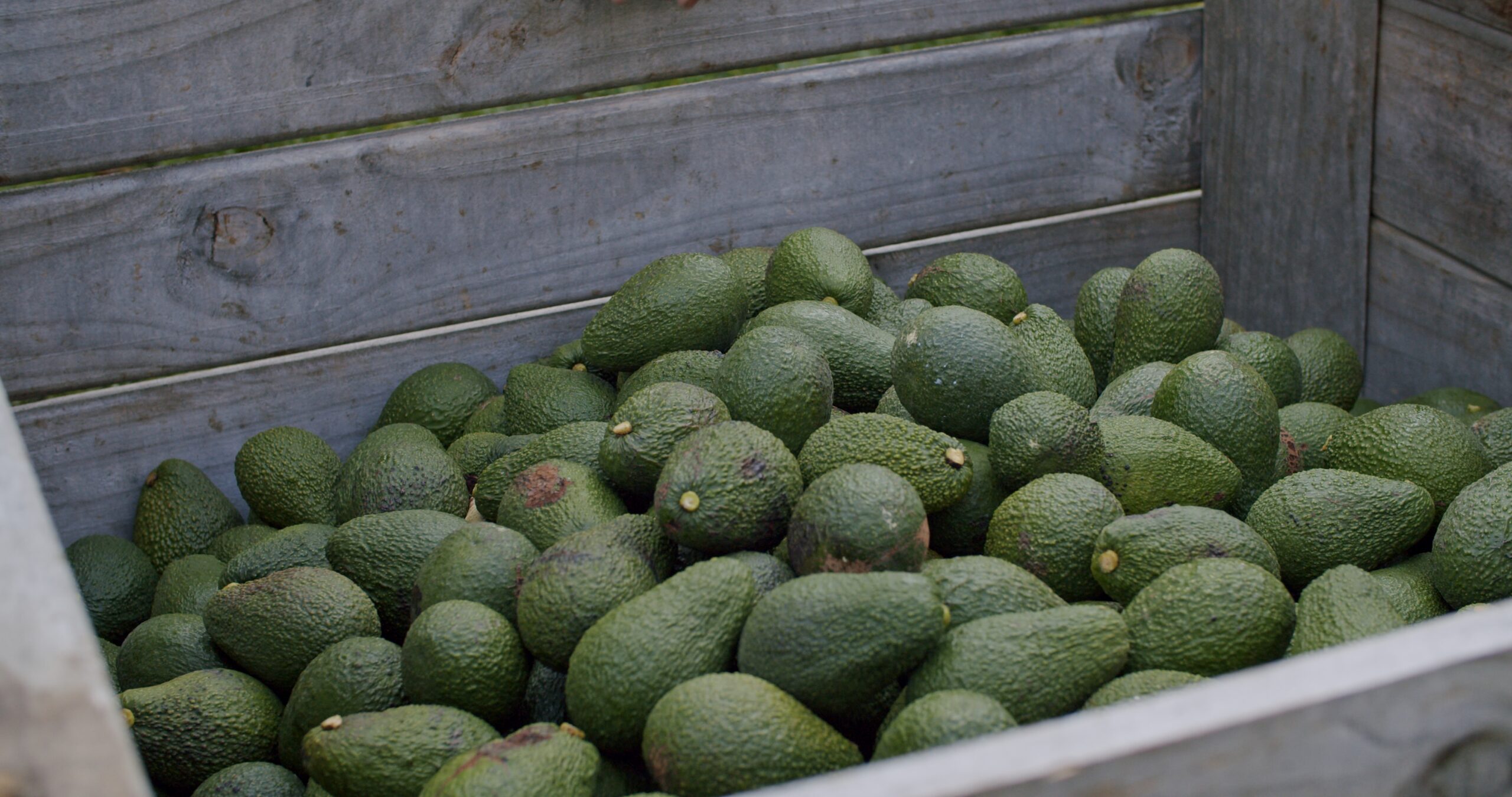 Channel selection key among factors to maximise avocado industry ...