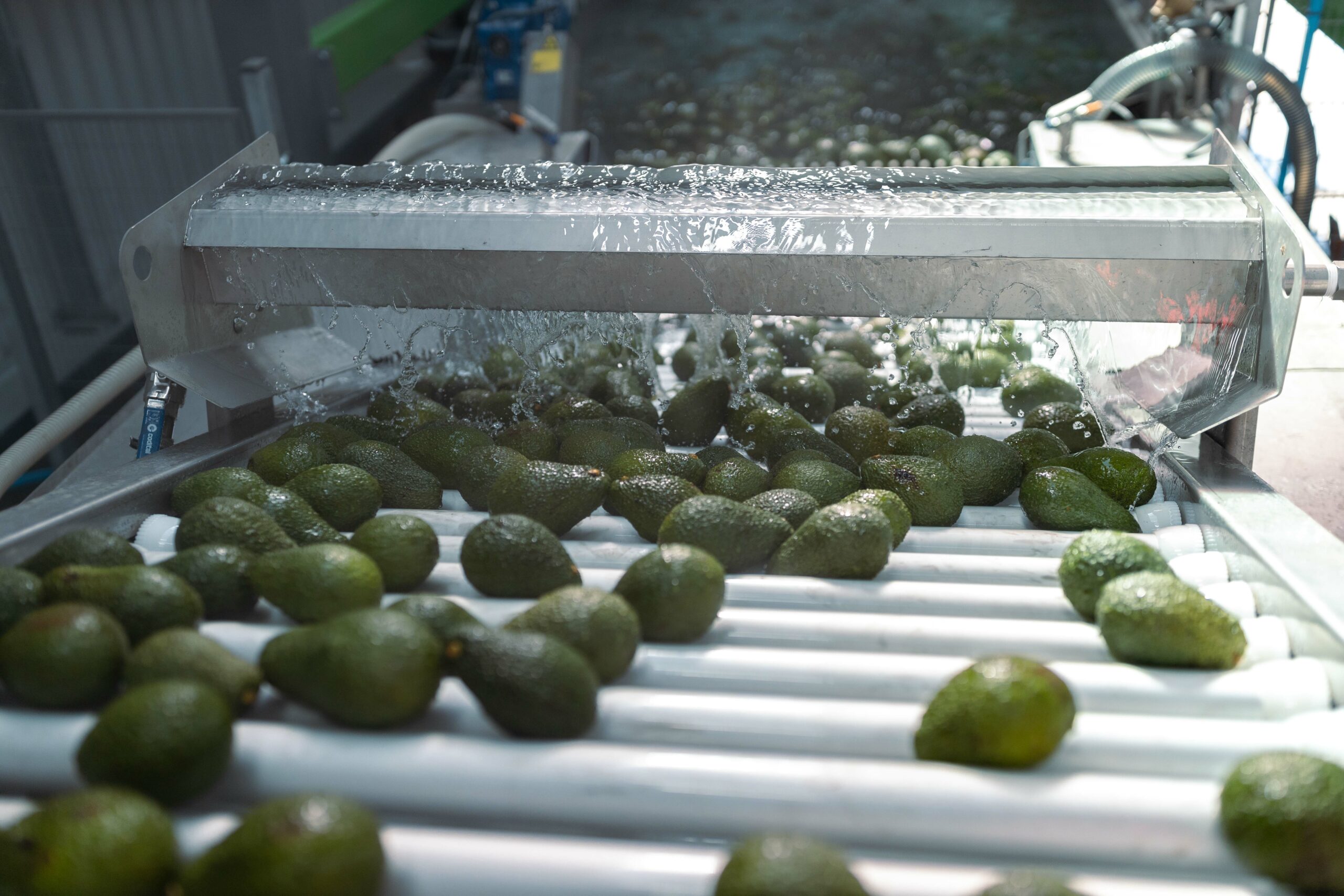 New machine boosts efficiency for Just Avocados | Just Avocados ...